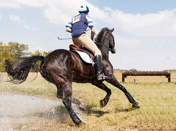 Horse Show Rosettes & Sashes | Accolade Rosettes