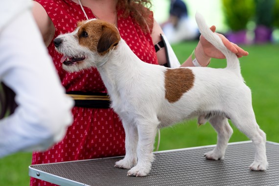 Dog Show Rosettes & Sashes | Accolade Rosettes