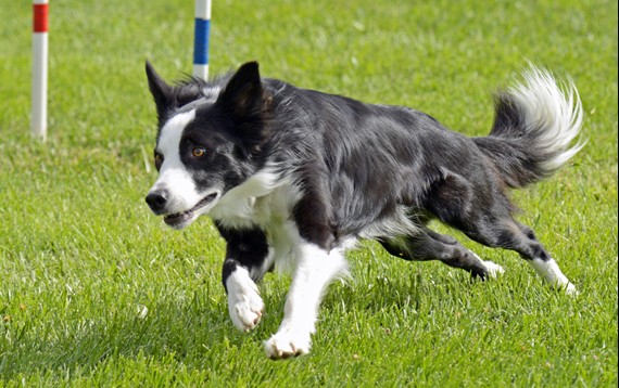 Dog Show Rosettes & Sashes | Accolade Rosettes